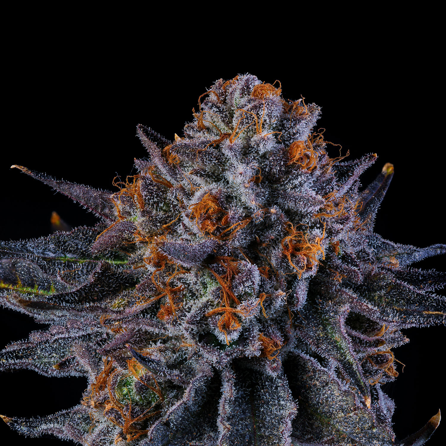 Wizard Trees Genetics Tea Time | undefined